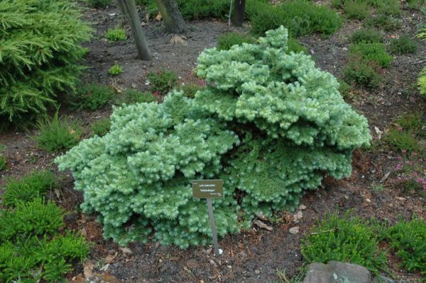 Europinis maumedis ‘Blue Dwarf’ / Larix kaempferi ‘Blue Dwarf’ - Gerikų ...